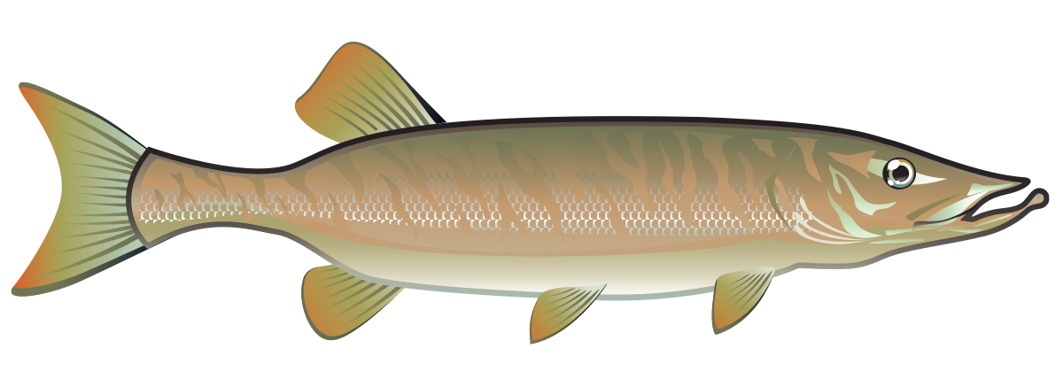 Fish Species